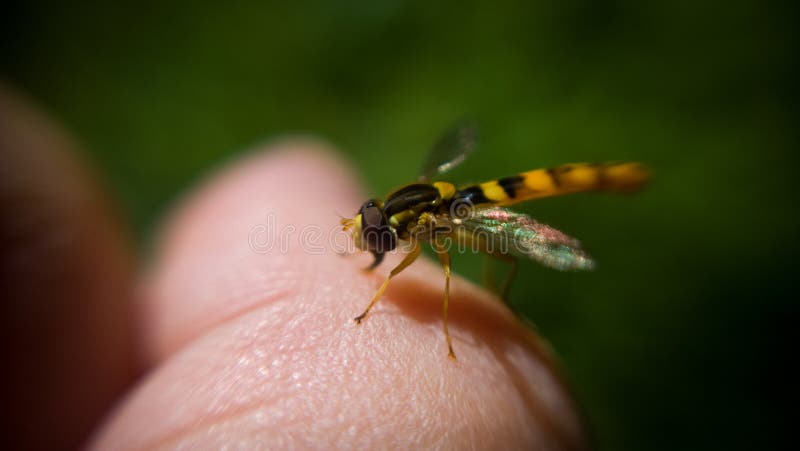 Hoverfly on the Green Leaf of Flower. Slovakia Stock Photo - Image of ...