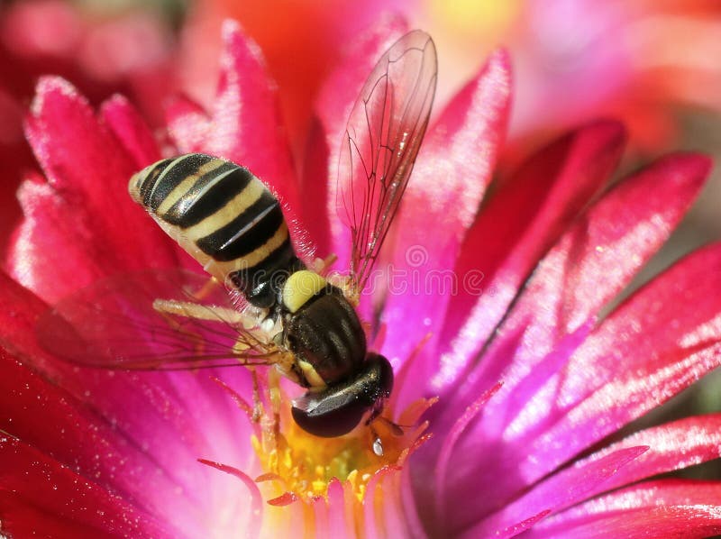 Hoverfly on Ice Plant Flower Stock Photo - Image of nature, insect ...