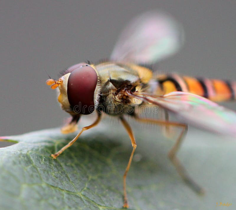 Hoverfly Insect Resting on a Daisy Daisy Flower in a Soft and Warm ...