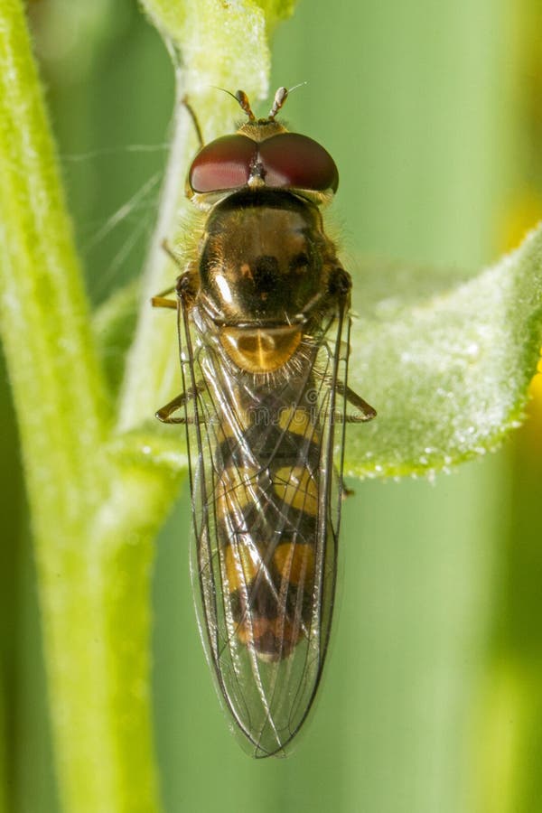 Hoverfly insect stock photo. Image of diptera, animal - 33175962