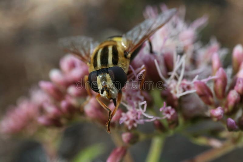 Insect Feeding on Nectar of a Flower Stock Image - Image of outdoors ...