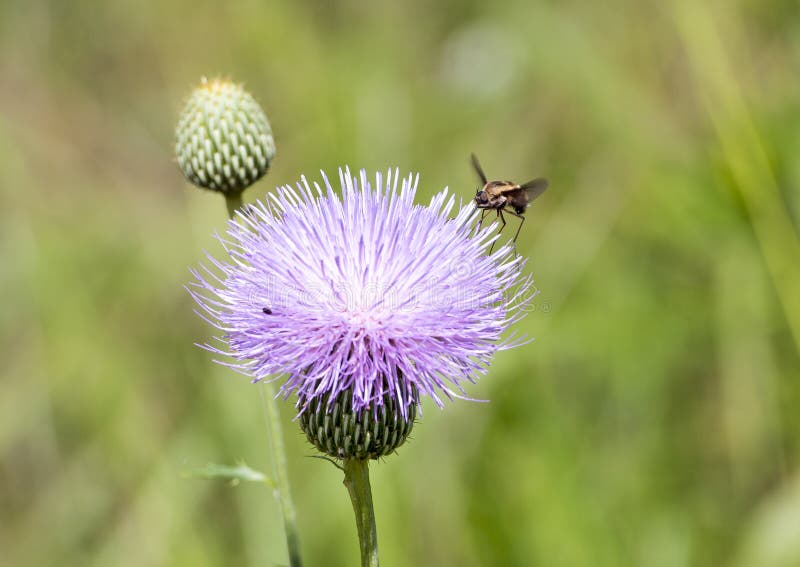 Hoverfly on a Milk Thistle stock photo. Image of syrphid - 93811624