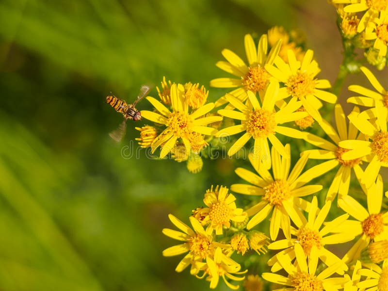 Hoverfly on a Patch of Wild Yellow Flowers Stock Image - Image of ...