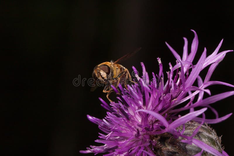 Hoverfly is Picking Pollen from Burdock Flower. Stock Image - Image of ...
