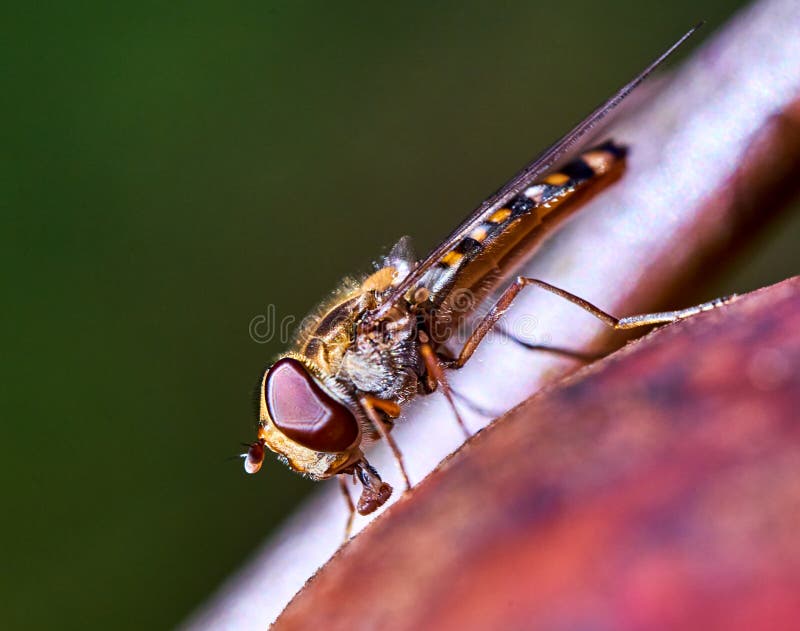 Hoverfly, Scientifically Syrphidae, on an Old Rotten Red Apple on Apple ...
