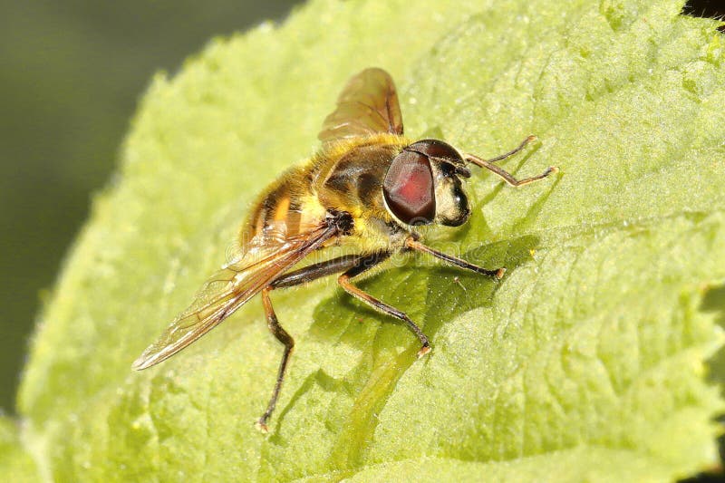 Hoverfly, Settled on Stinging Nettle Stock Photo - Image of flower, yellow: 350899160