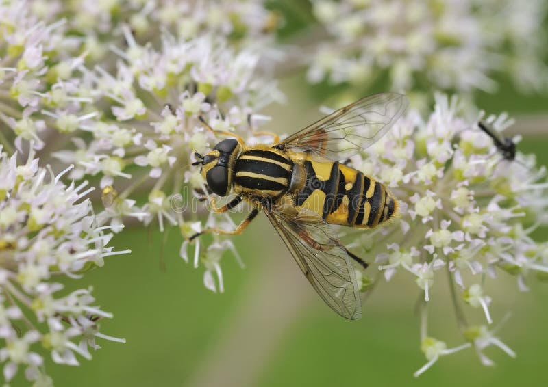 Hoverfly or Sunfly - Helophilus Pendulus Stock Image - Image of eyes ...