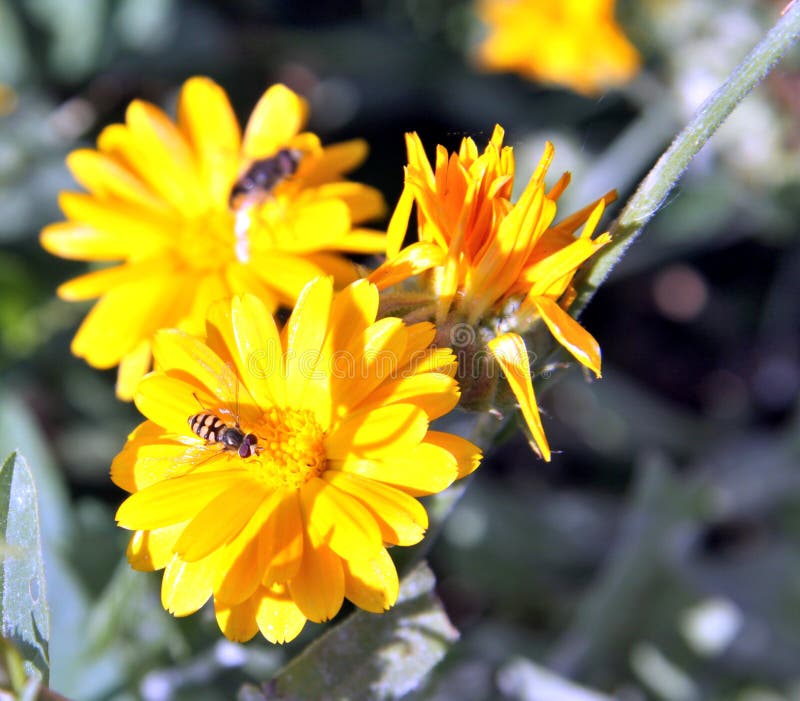 Hoverfly, or Syrphid Fly on Calendula Flower Stock Image - Image of ...