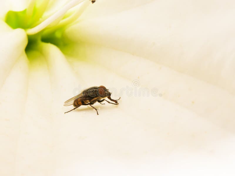 Hoverfly (Syrphidae) on Trumpet Flower Stock Image - Image of hover ...