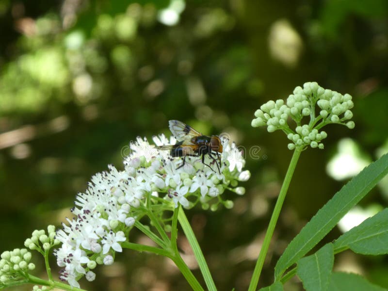 Hoverfly on the White Blossom of a Dwarf Elder Bush Stock Image - Image ...
