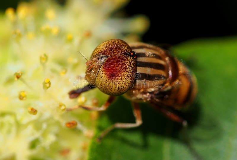 Hoverfly at work stock image. Image of leaf, eyes, fauna - 79100303