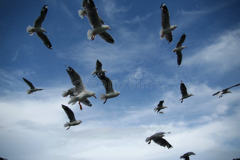 Hovering birds stock photo. Image of gulls, daylight - 15968766