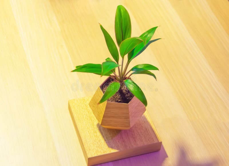 Hovering Flying Rotating in Air Potted Plant Pot on Table in Front of ...