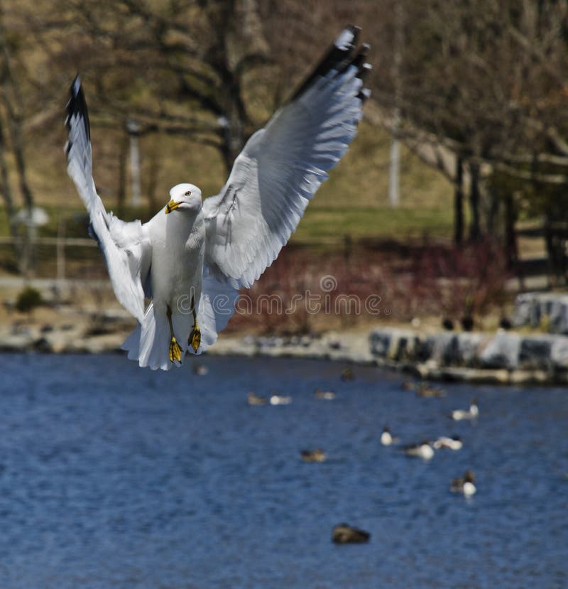 111 Beautiful Seagull Hovering Over Water Stock Photos - Free & Royalty ...