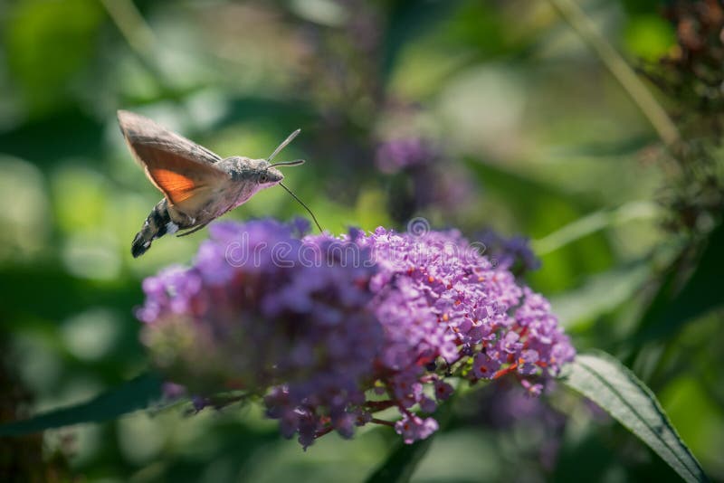 Hummingbird hawk-moth stock photo. Image of flowers - 156319926
