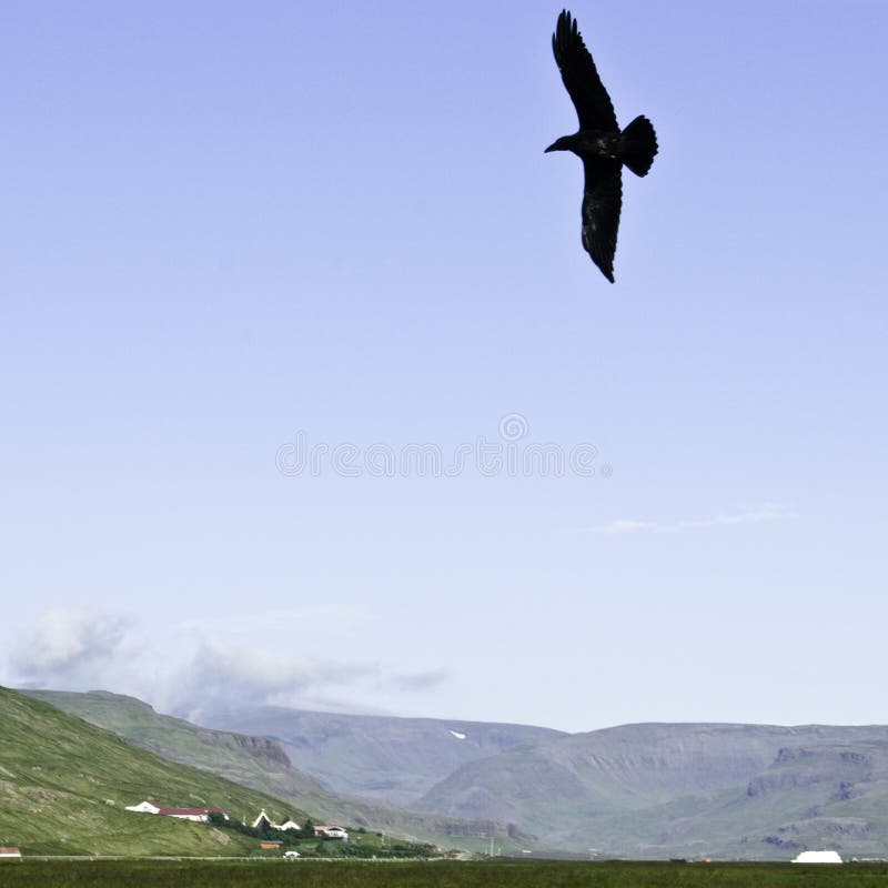 Hovering Raven in an Icelandic Valley Stock Image - Image of hovering ...
