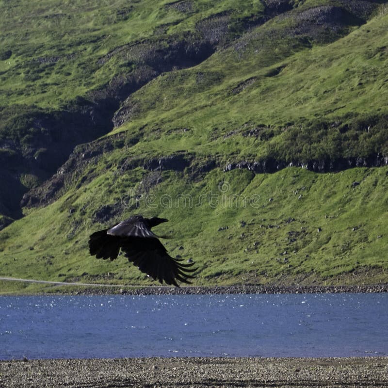 Hovering Raven in an Icelandic Valley Stock Photo - Image of hover ...