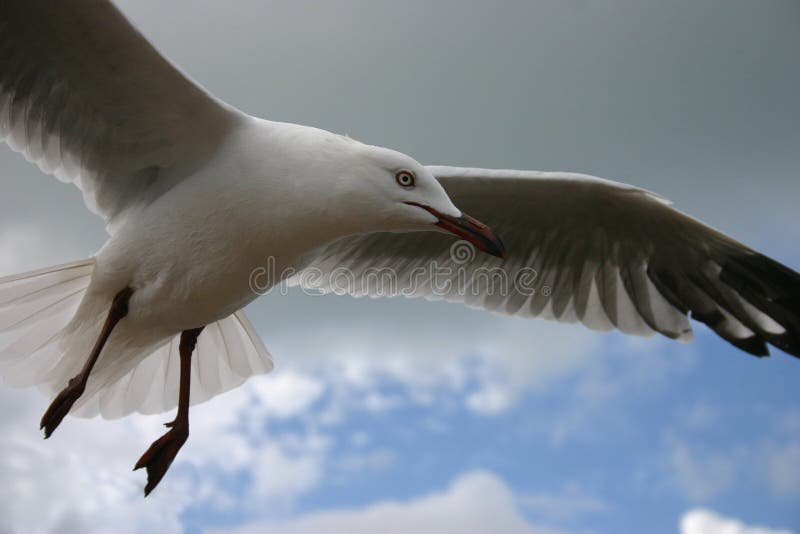 Hovering Seagull stock photo. Image of seagull, soaring - 137354