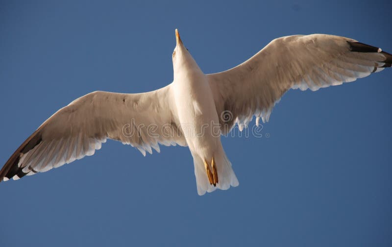 Hovering Seagull stock photo. Image of thasos, peace - 28456428