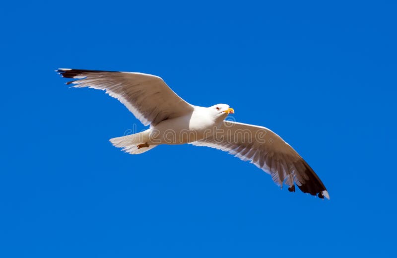 Hovering seagull stock photo. Image of hovering, flying - 56863040