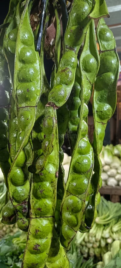 How Beautiful the Displayed Stinky Bean is Stock Photo - Image of ...