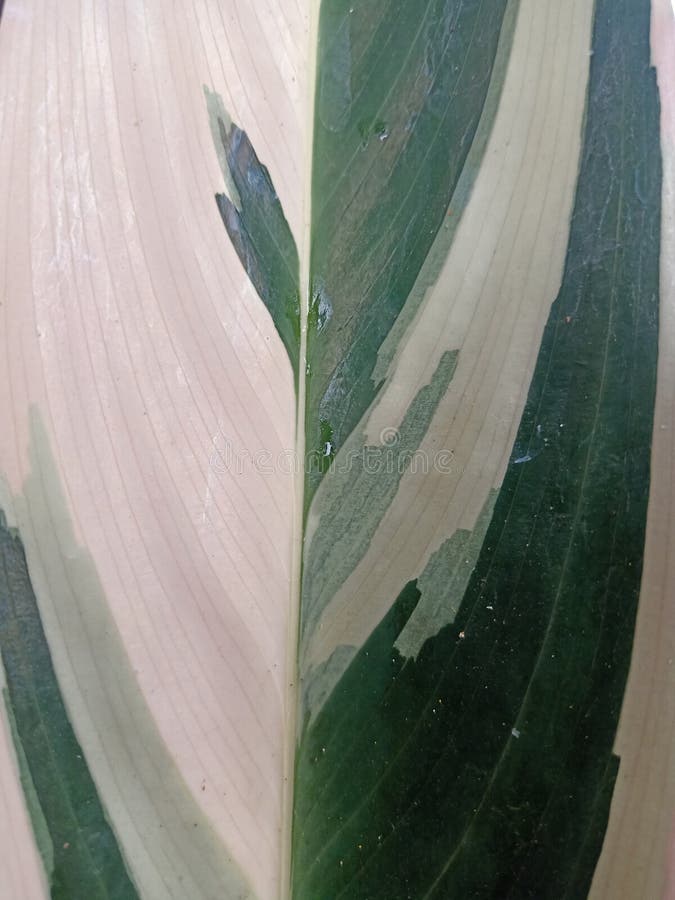 How Beautiful the Harmony in the Color Unity of Calathea Leaves is ...