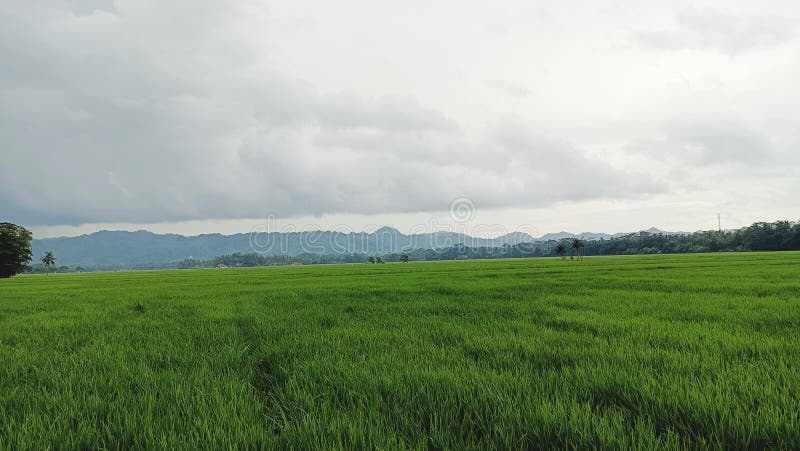 Beautiful Field in Indonesia, the Location at Cilacap Regency Stock ...