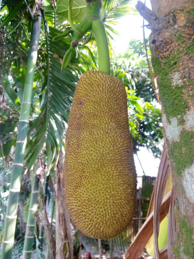 Trees and food stock photo. Image of breadfruit, leaf - 179095936