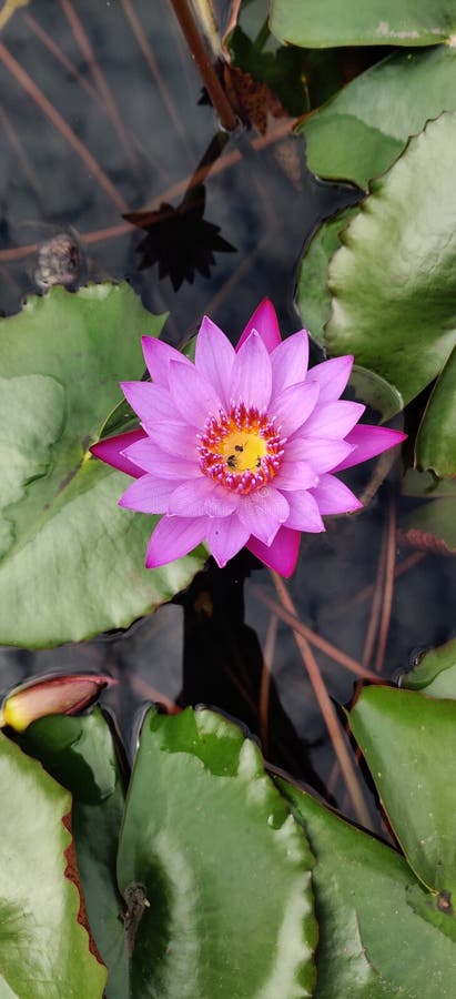 How Beautifully Lotus Flower Blooms Stock Photo - Image of flower ...