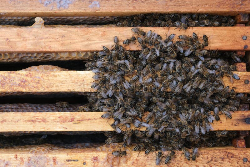 How Bees Winter in the Hive. Overview of Bee Hive in Winter. Wintering ...