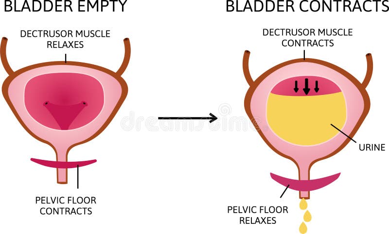 How the Bladder Works. the Bladder Muscles Contract while the Sphincter ...