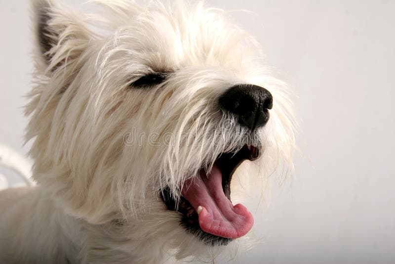 How boring stock photo. Image of animal, dogs, boring, tired - 285800