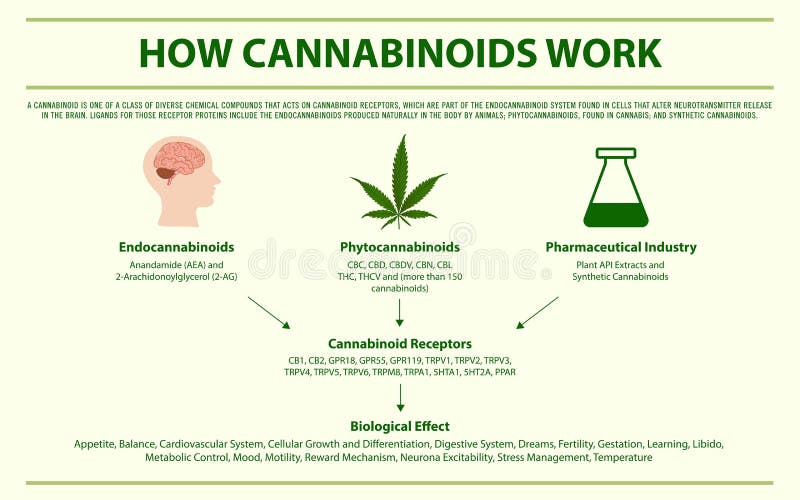 How Cannabinoids Work Horizontal Infographic Stock Illustration ...
