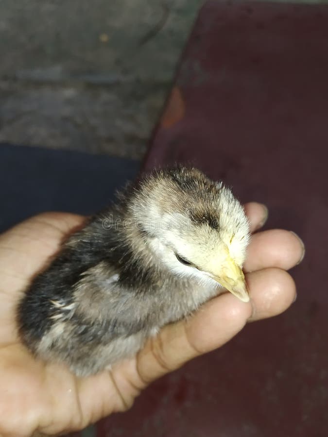 How cute new born hen stock image. Image of cute, born - 211068023