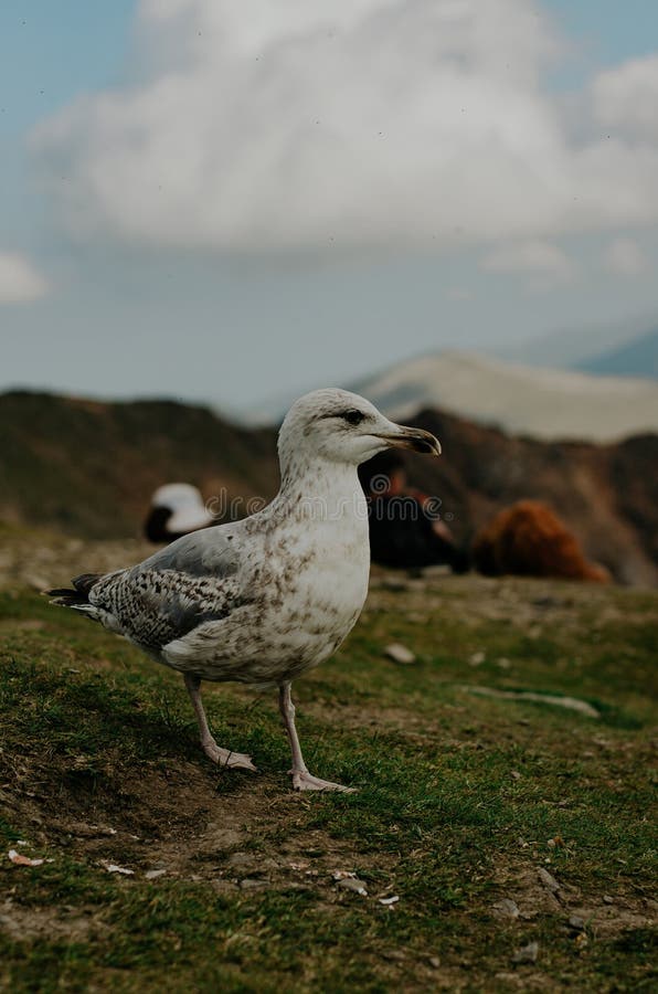 Seagull in Snowdon stock photo. Image of seabird, cute - 279502020