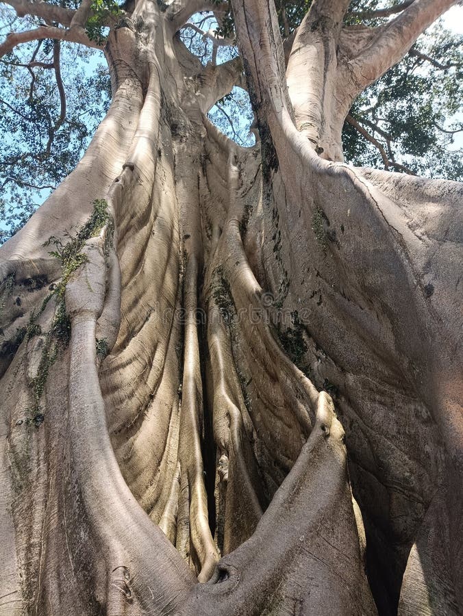 How Do You Look, Think about Big One Stock Image - Image of think, look ...