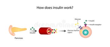 Insulin Mechanism of Action, Regulates Glucose Metabolism and Glucose ...