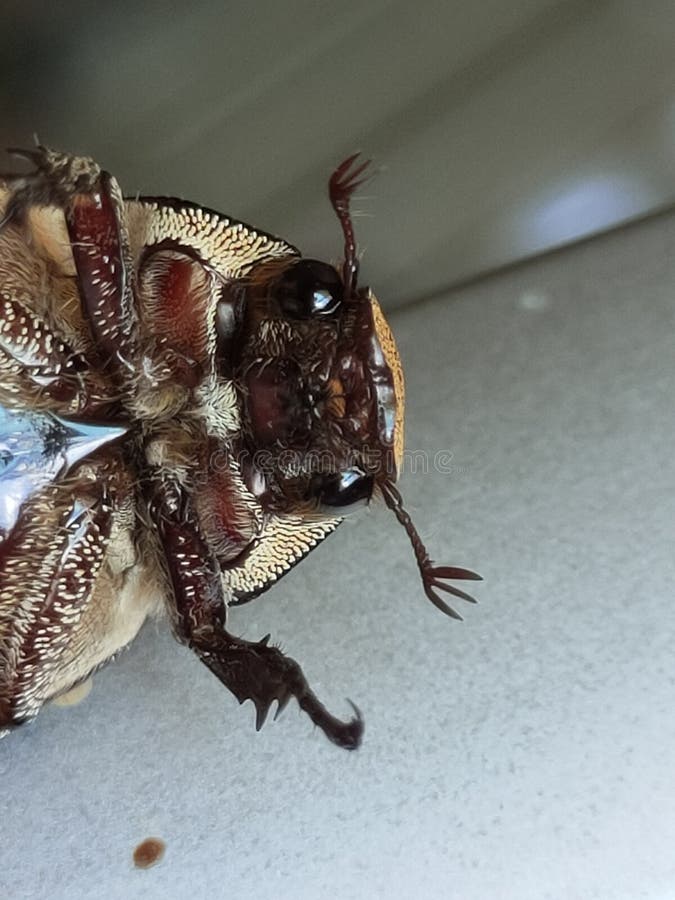 A beetle stock photo. Image of back, attracted, hard - 221547696