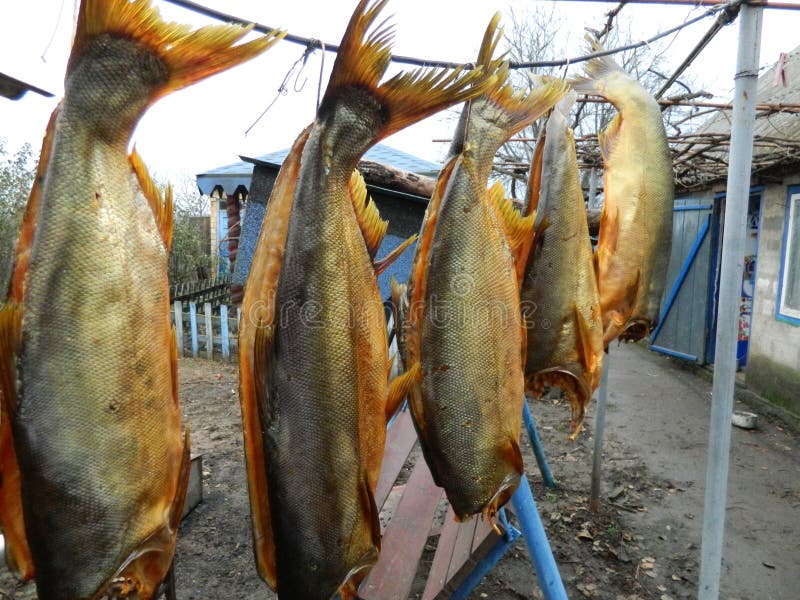 How fish stock image. Image of aquarium, seafood, meat - 299866103