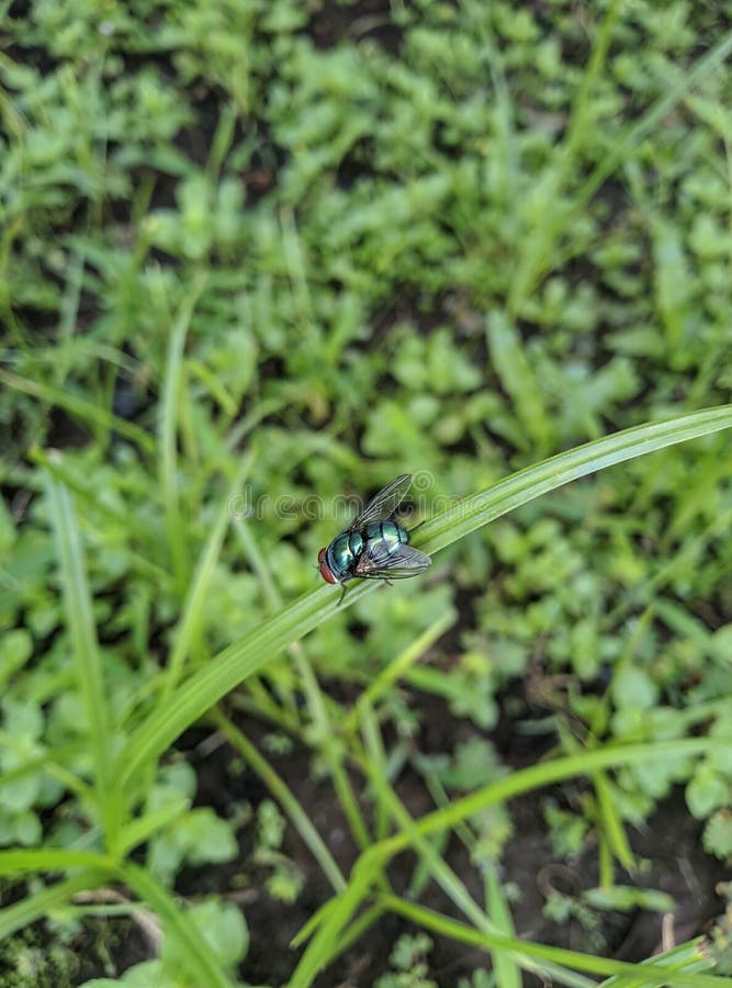 This is How Flies Alight in the Morning Stock Photo - Image of ...
