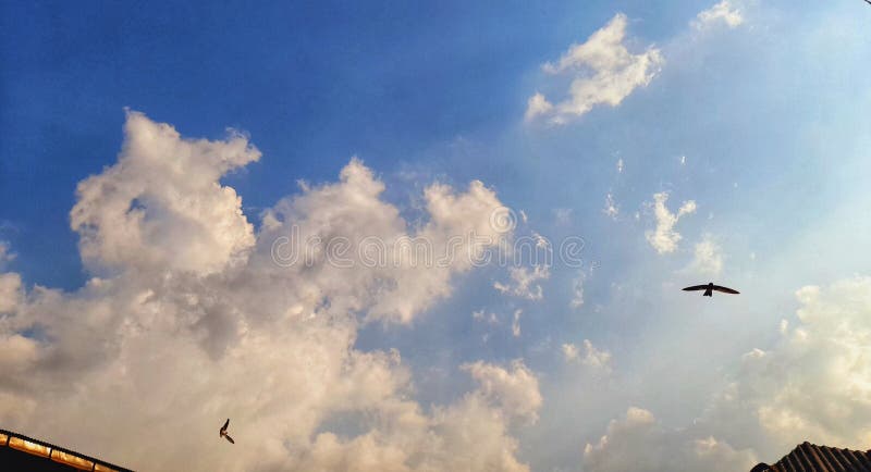 How Happy it is for a Bird To Fly Freely through the White Clouds in ...