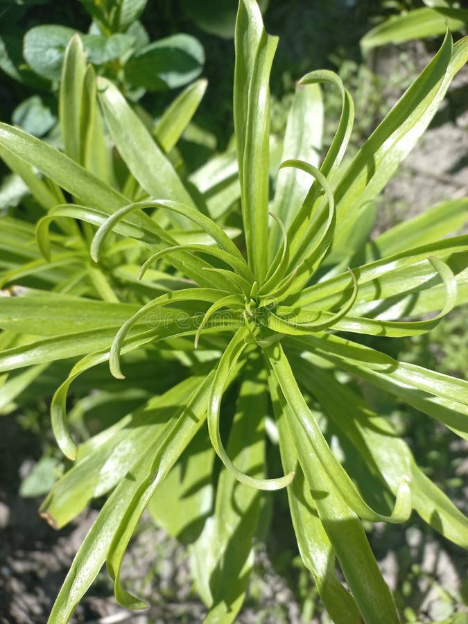 How a lily grows stock image. Image of lawn, wildflower - 280223039