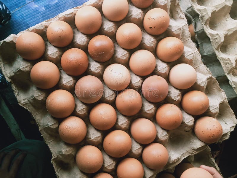 How Many Eggs Can You Eat in a Day? Stock Photo - Image of eggs: 345414392