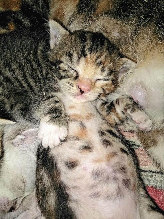 How Many Kitten in this Pic? Stock Image - Image of cute, mamal: 262224167