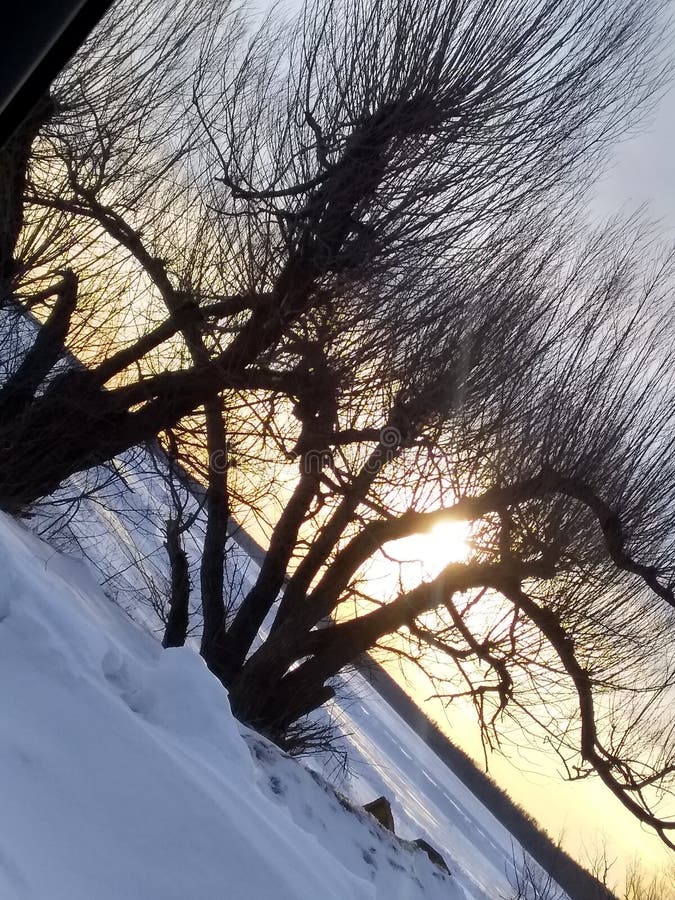 How Many People in the Tree Do You See Stock Photo - Image of tree ...