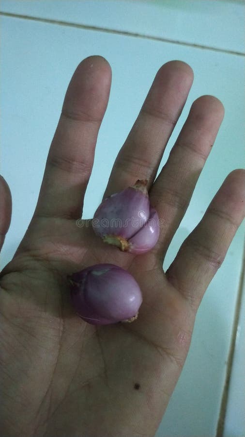 How Many Two Cloves of Shallots Stock Photo - Image of cloves, spring ...