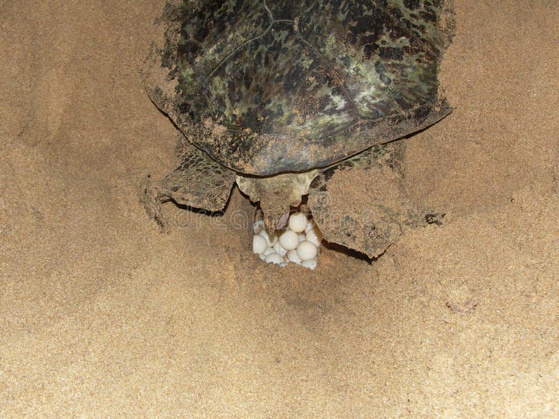 How a Mother Turtle Lays Her Eggs Safely To Give Birth Stock Image ...