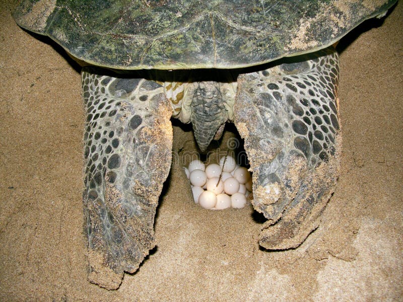 How a Mother Turtle Lays Her Eggs Safely To Give Birth Stock Photo ...