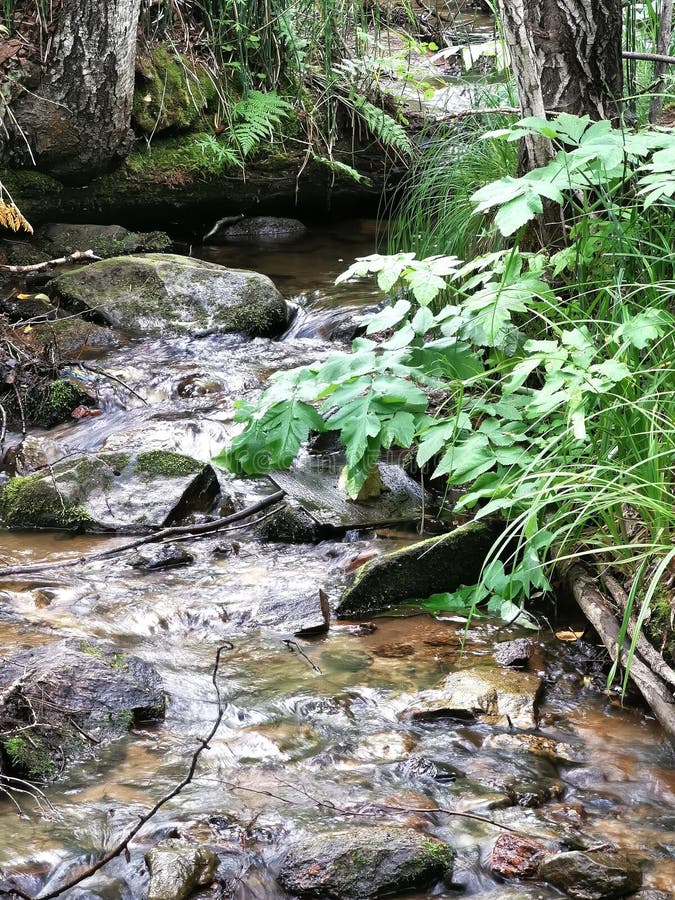 How a mountain stream runs stock photo. Image of water - 179730178