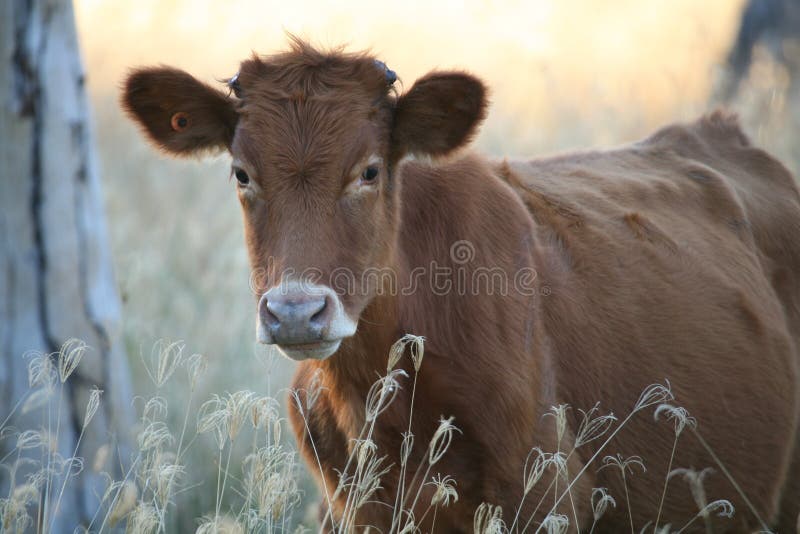 How Now Brown Cow stock photo. Image of australia, brown - 834864